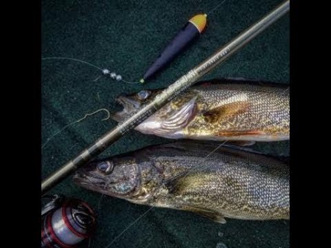 Blue Walleye on the River- New season peek - YouTube