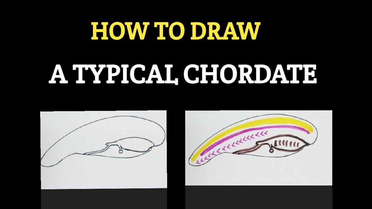 How to draw a typical chordate easily/Structure of a chordate- easy ...