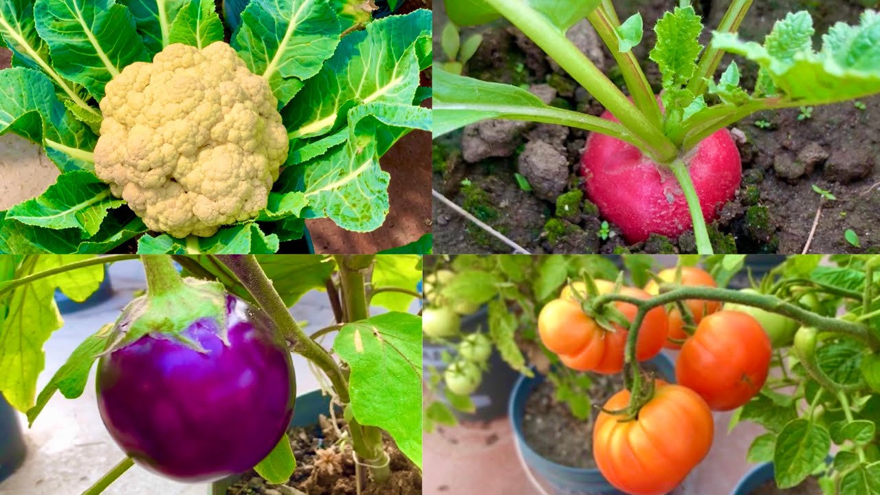 Best Vegetables To Grow In October Month // October Vegetables - YouTube