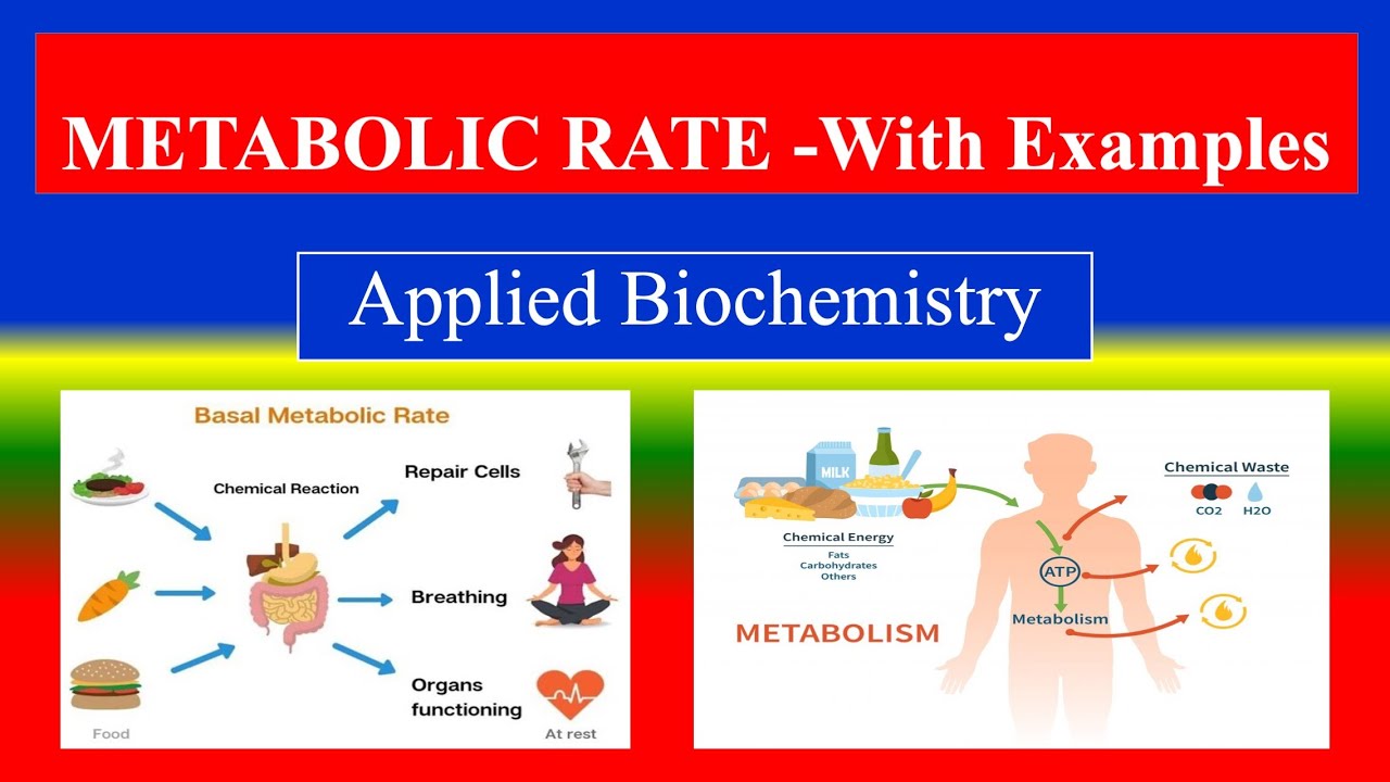 METABOLIC RATE -With Examples - Normal metabolic rate - Applied ...