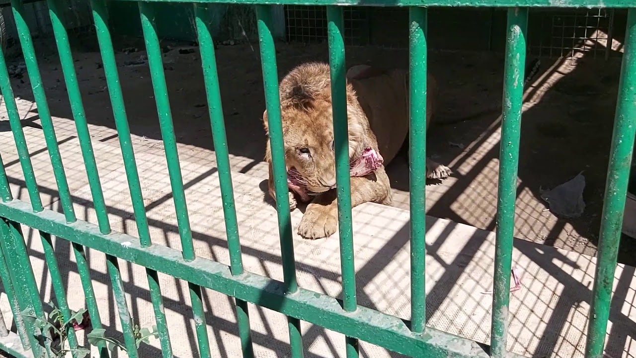 Lion in Habayebna Zoo in Iraq Mosul - YouTube