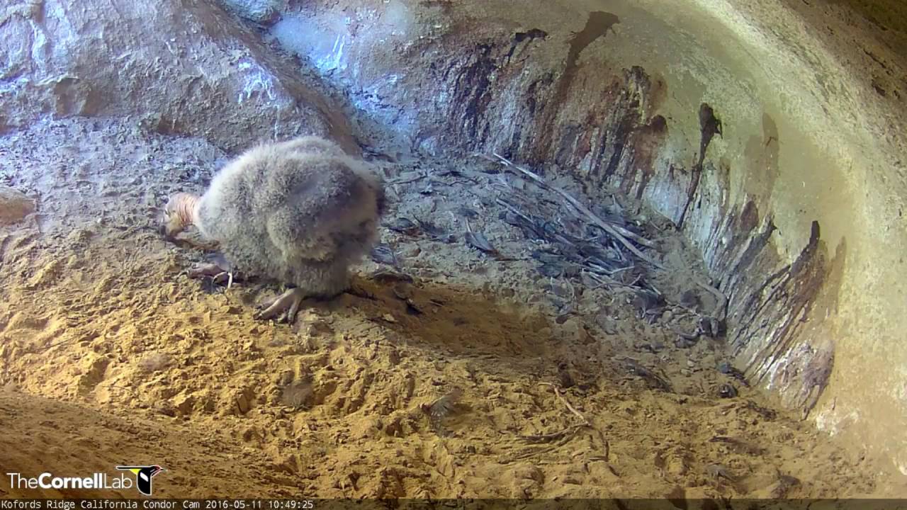 California Condor - Chick takes a stroll to check out nest-05-11-16 ...