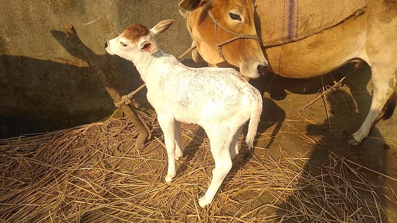 Cute Baby Cows | Cow Videos for Kids | Baby Cows Playing | Cute Baby ...