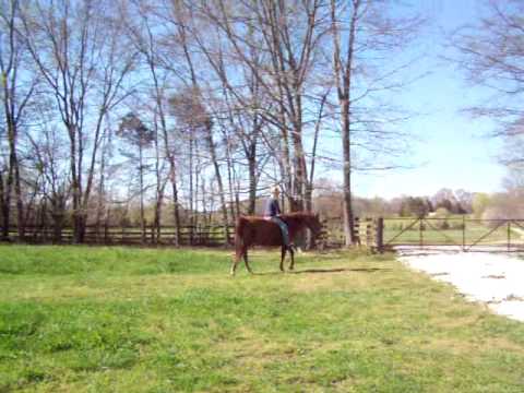 Megan Amburgey riding Lucky, Henry, TN. - YouTube
