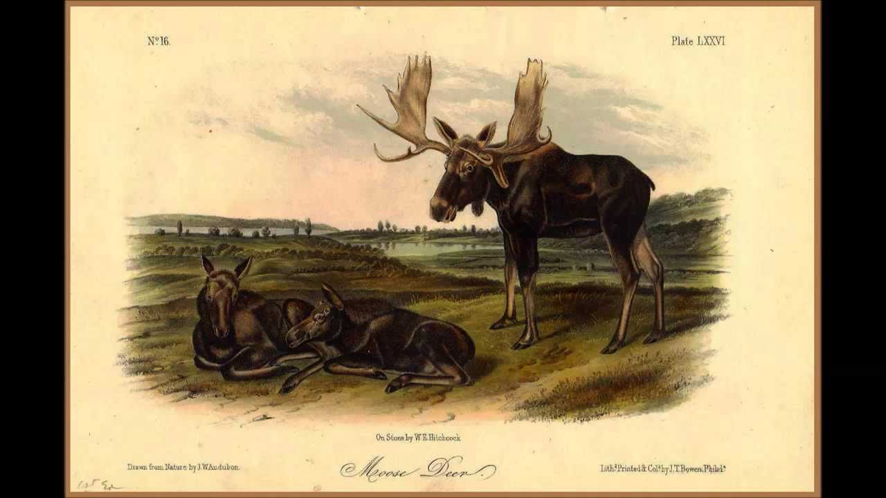 The Man and the Moose - YouTube