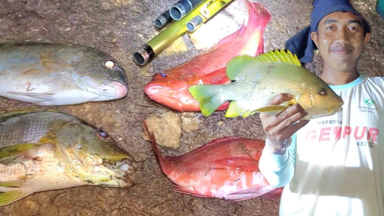 ROCK FISHING// ‼️ ANGLER SAMBO SAMPAI KUALAHAN DI TARIK IKAN KAKAP ...