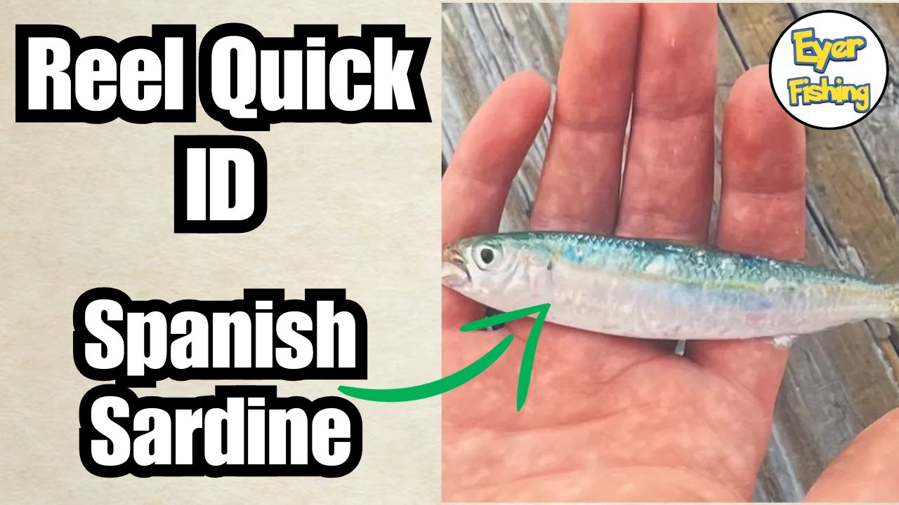How to Identify Spanish Sardine (Sardinella aurita) | Saltwater Fish ID ...