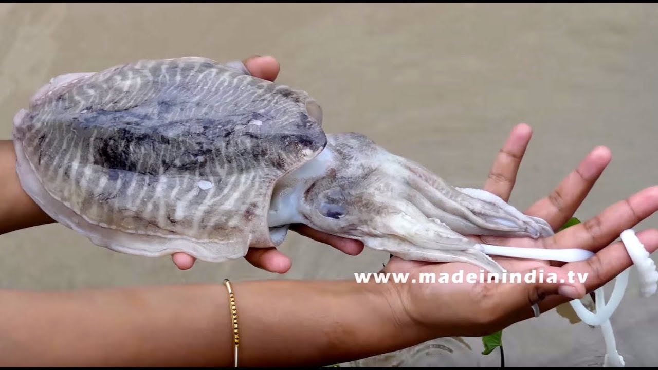 OCTOPUS CATCHING AND MAKING FRY RECIPE | SQUID FRY | Kandai Fish Fry ...