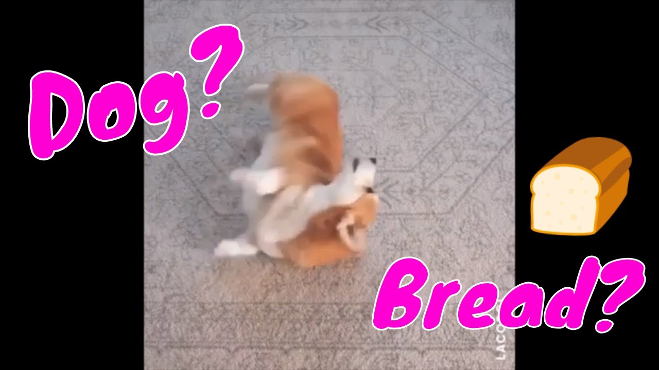 10 Hours of Corgi Turning Into Bread - YouTube