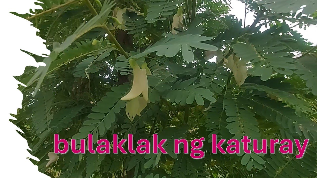 Bulaklak ng Katuray - YouTube