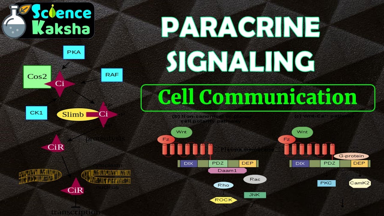 Paracrine Signaling In Cancer Cells At Mandy Mason Blog