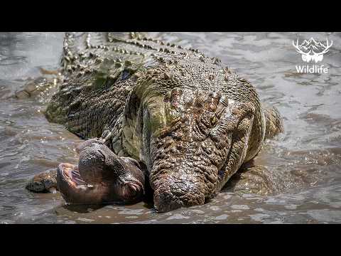 MARA RIVER WAR | Crocodile vs Hippo Battle of Africa’s Deadliest Giants | Nature Animal Documentary