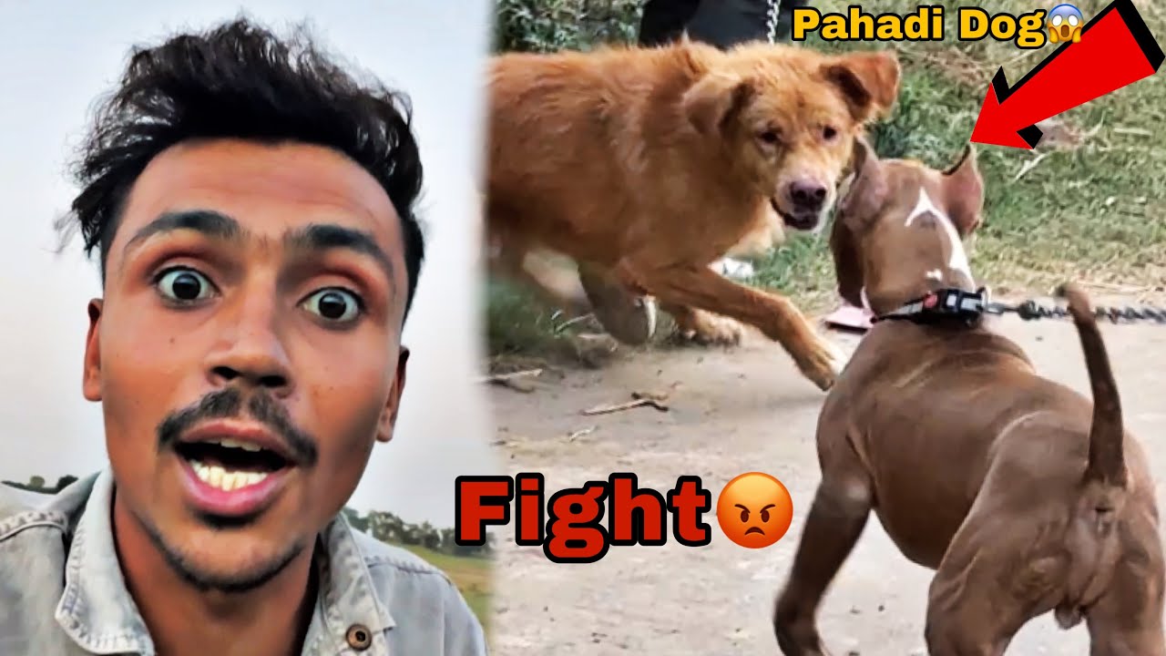 पहाड़ी Dog Bhi Aa Gya😱 Emotional Ho Gya - YouTube