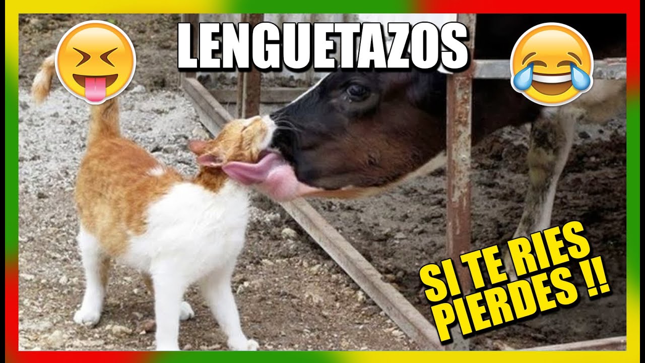 VIDEOS GRACIOSOS # 20 😂 VIDEOS CHISTOSOS 😋 SI TE RIES PIERDES 😁 - YouTube