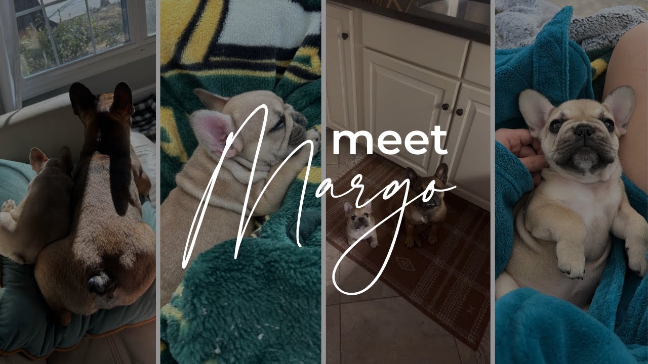 I'M BACK + Meet Margo The French Bulldog Puppy - YouTube