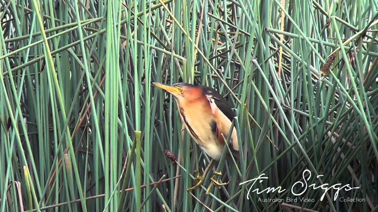 Black-backed Bittern (Ixobrychus dubius) HD Video 1/1 Australian Bird ...