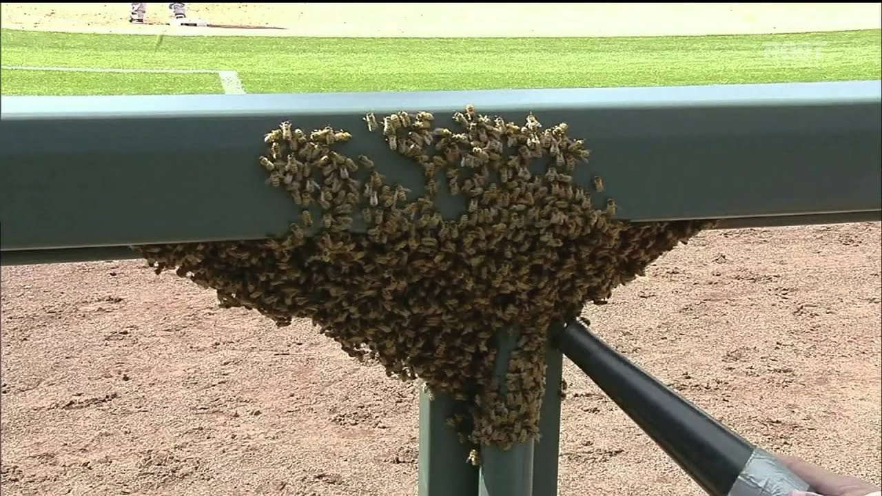 Bees Swarm the Rockies Dugout during MLB Game - YouTube