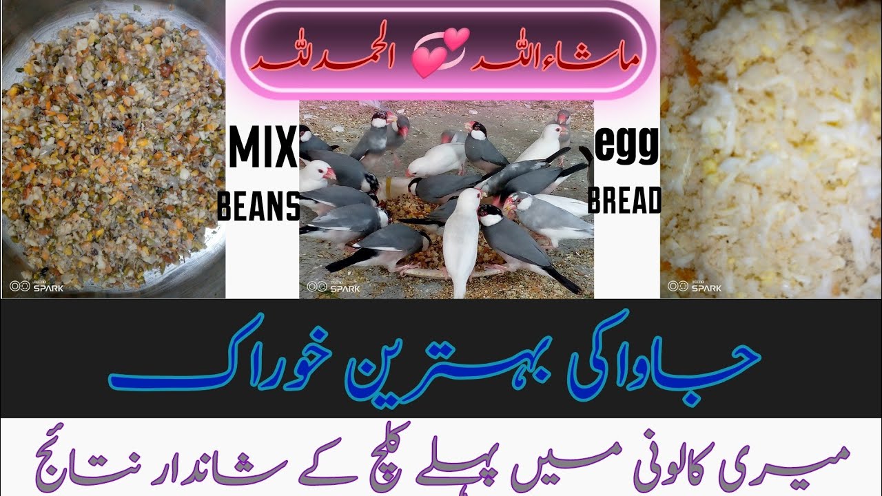 java birds ki soft food information/1st clutch chick 🐥 - YouTube