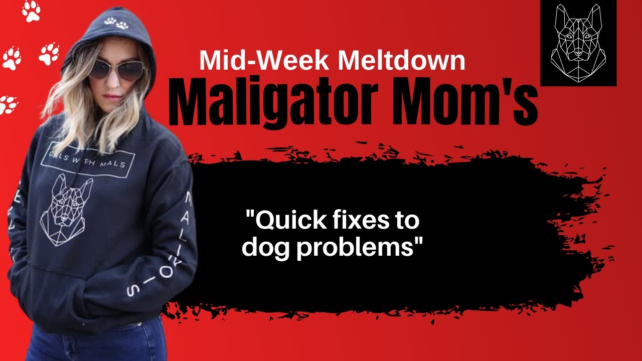 Quick fixes to dog problems - YouTube