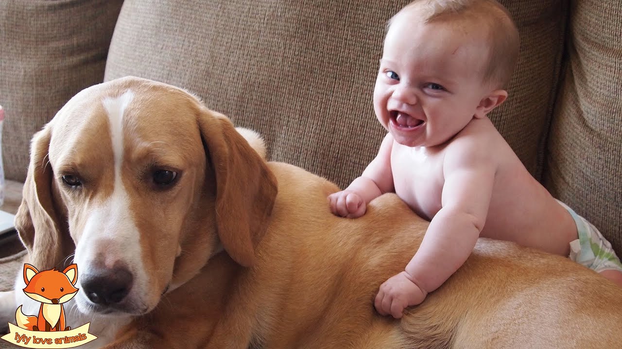 Funniest Animals Moments - Funny Dog And Cat Video 2022 #07 - YouTube