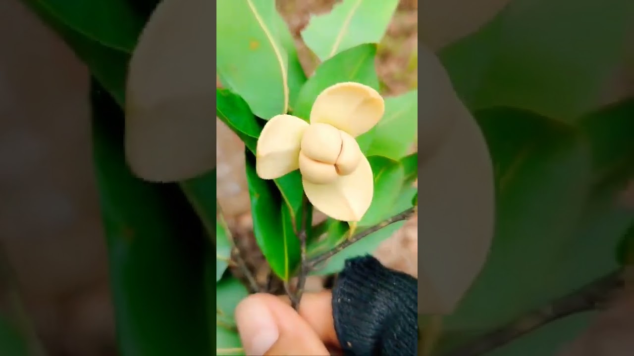 Cambodia National Flower Rumdul | Best Flower Site