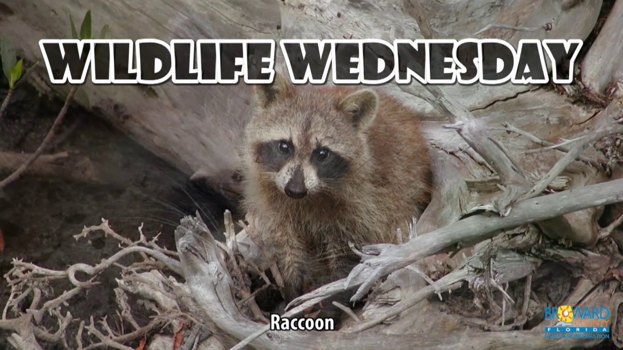 Wildlife Wednesday | Raccoon | Broward County Parks - YouTube