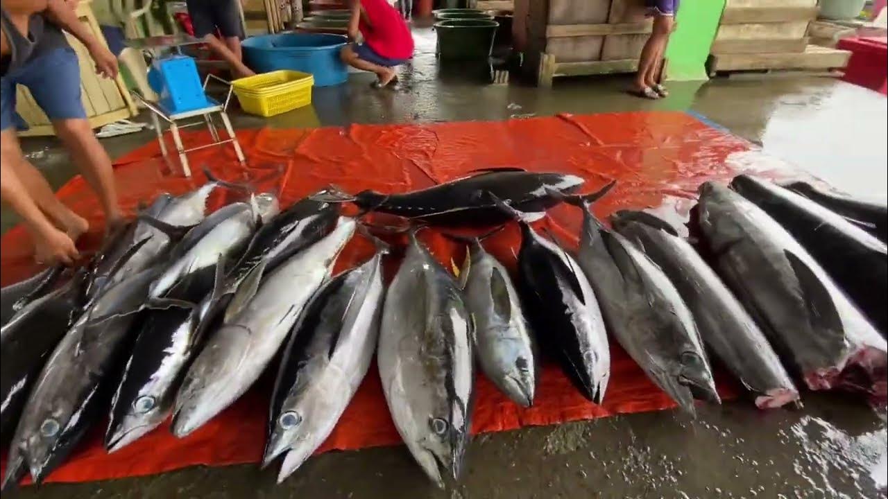 Grabe ang daming Tuna dito sa Dinahican Fish Port #viral #trending #fishing #fishingvideo - YouTube