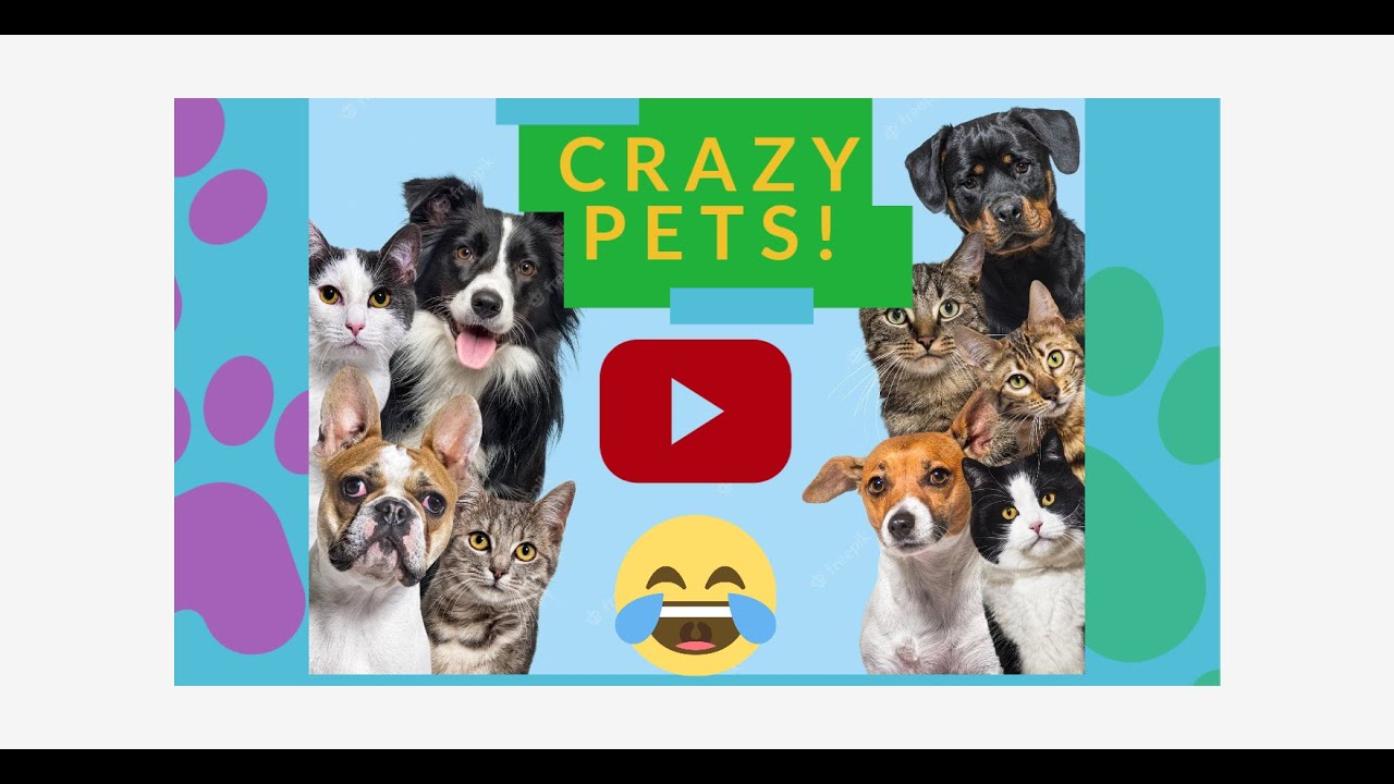 CRAZY PETS! #compilation #pets - YouTube