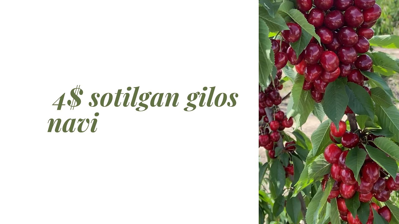 4$Sotilgan Gilos Navi haqida Hosilingzni birgalikda oshiramiz! - YouTube