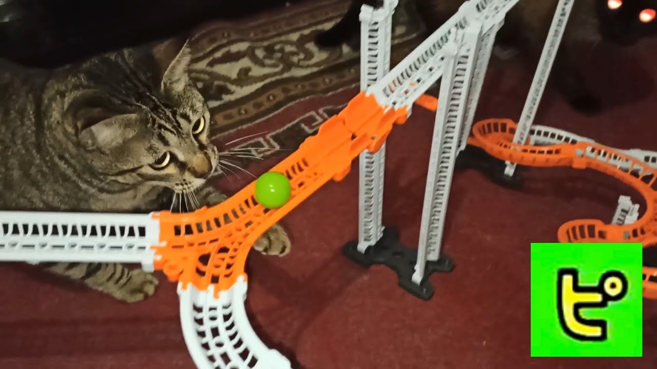 Pitagora Suichi (ピタゴラスイッチ) - Gato Edition - YouTube