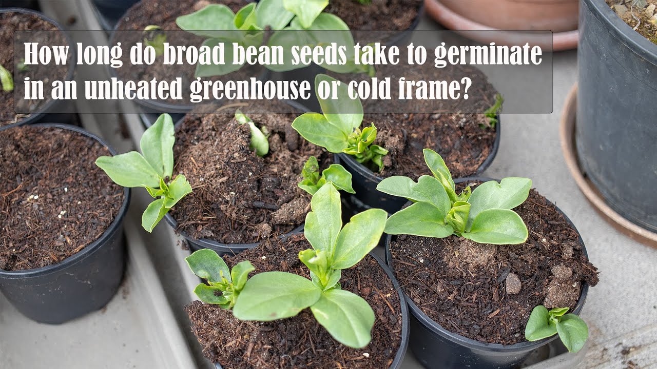 How Long Do Broad Bean Seeds Take To Germinate In Unheated Cold Frame ...