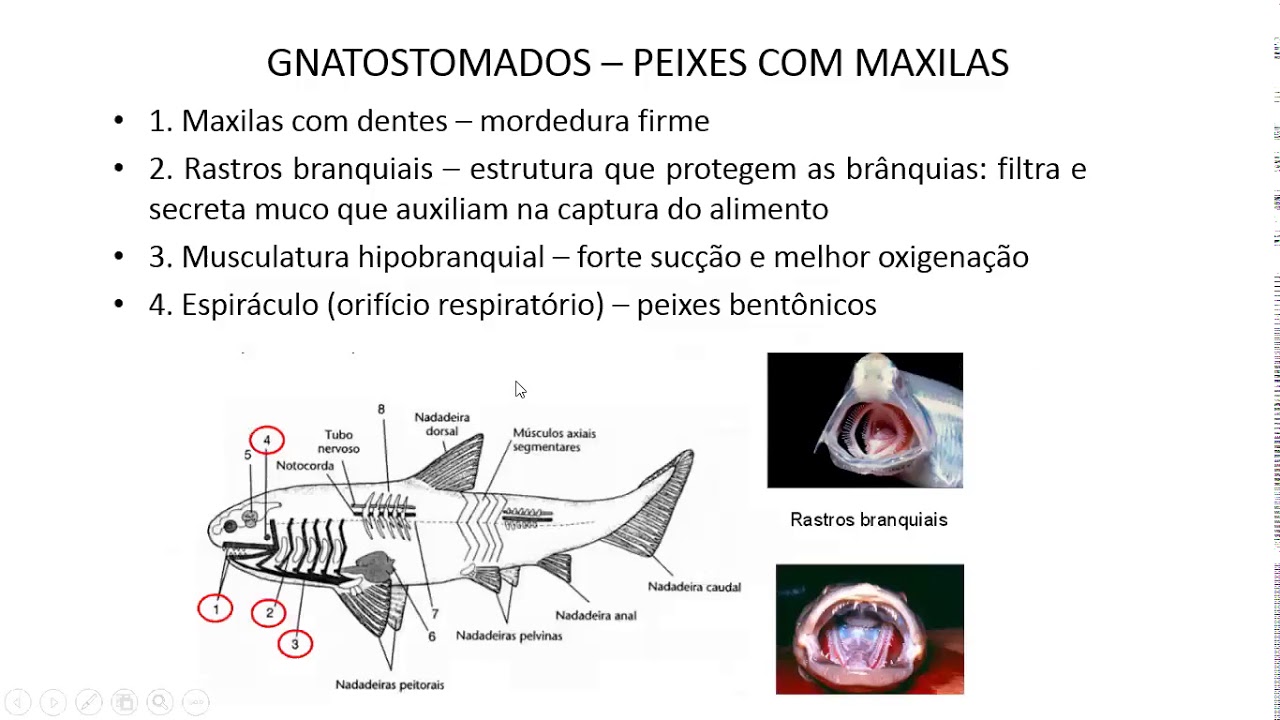 AULA 7 b e 8 (a) - Vertebrados Gnathostomata e Origem das maxilas e ...