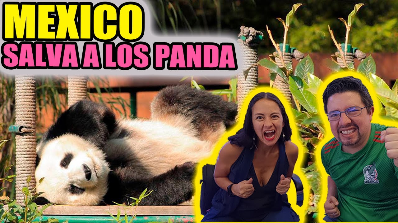 Gracias a Mexico los PANDAS ya no se EXTINGUIRÁN | El UNICO país LATINO ...