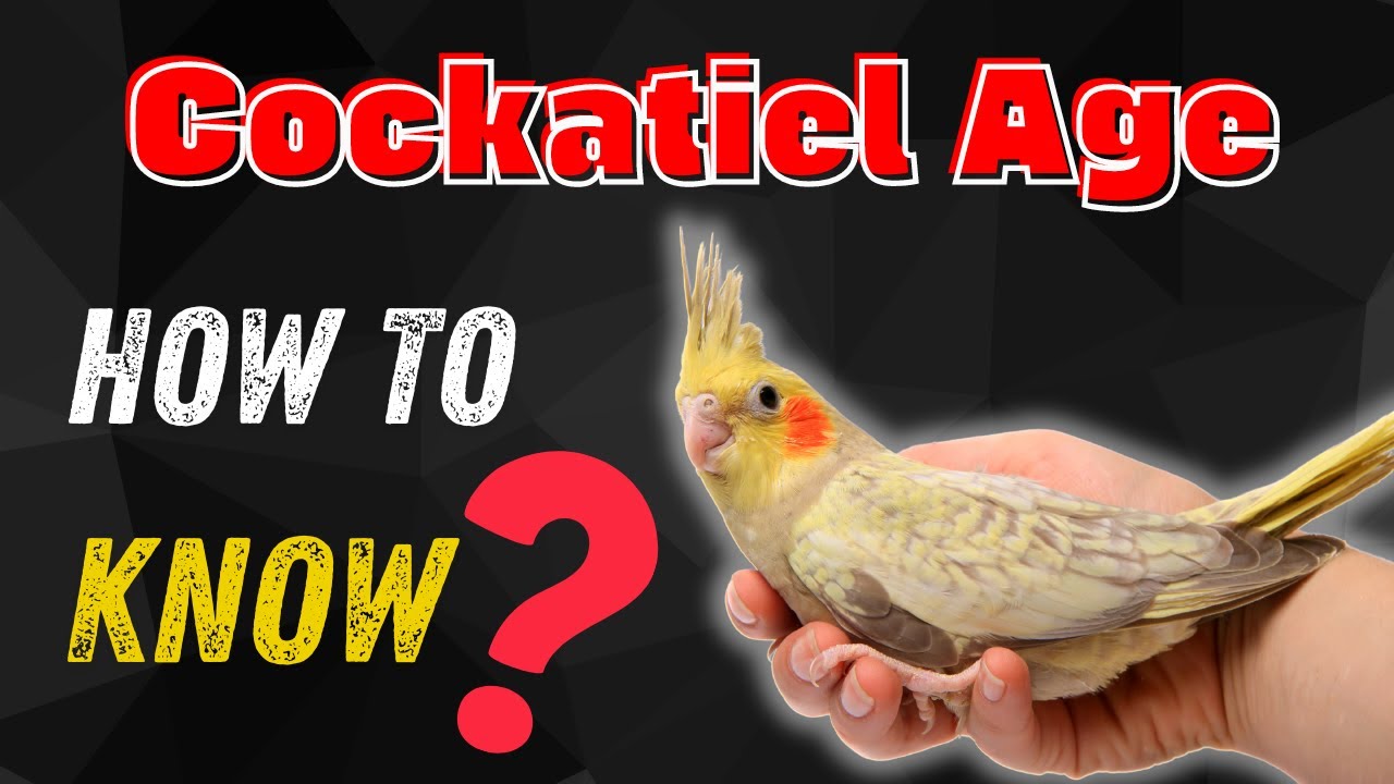 Learn to identify signs that determine your cockatiel's age by looking ...