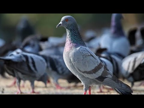 Pigeon evolution 🕊 - YouTube