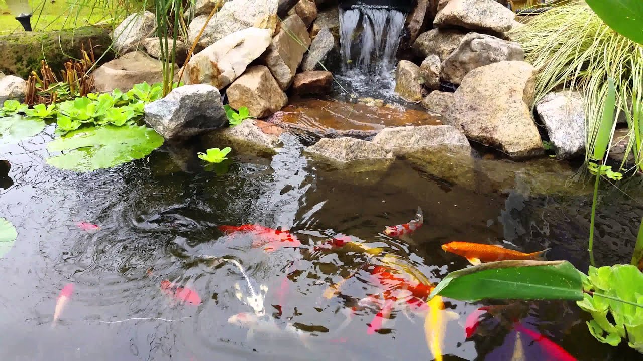 Koi pond with goldfish and catfish nice waterfall - YouTube
