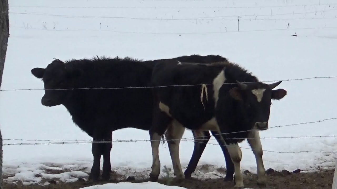 Bulls Playing In The Snow - YouTube