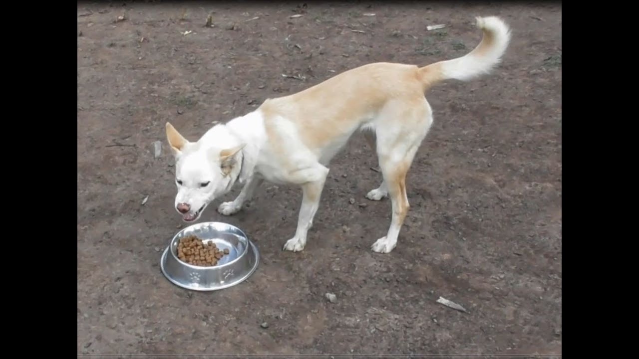 𝐎𝐔𝐑 𝐁𝐀𝐂𝐊𝐘𝐀𝐑𝐃 / 𝐃𝐎𝐆 𝐏𝐑𝐎𝐓𝐄𝐂𝐓𝐈𝐍𝐆 𝐅𝐎𝐎𝐃 - YouTube