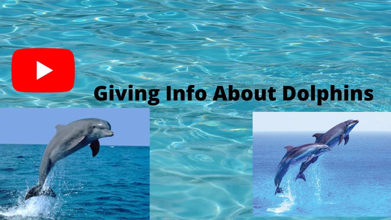 Giving information about Dolphins!!! its a cool slide show !!! - YouTube