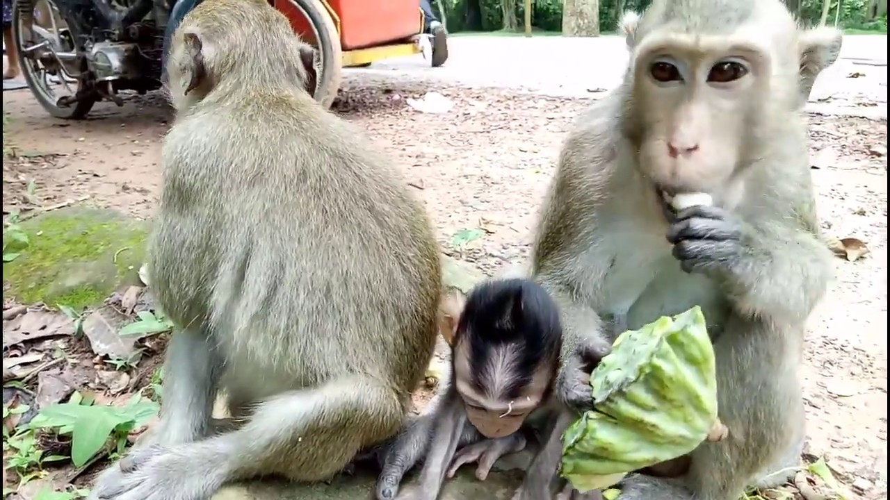 Baby Monkey Angry Cos Mum On Baby ST391 Mono Monkey - YouTube