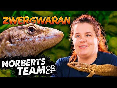 DER ZWERG UNTER DEN WARANEN | NORBERTS TEAM | Zoo Zajac