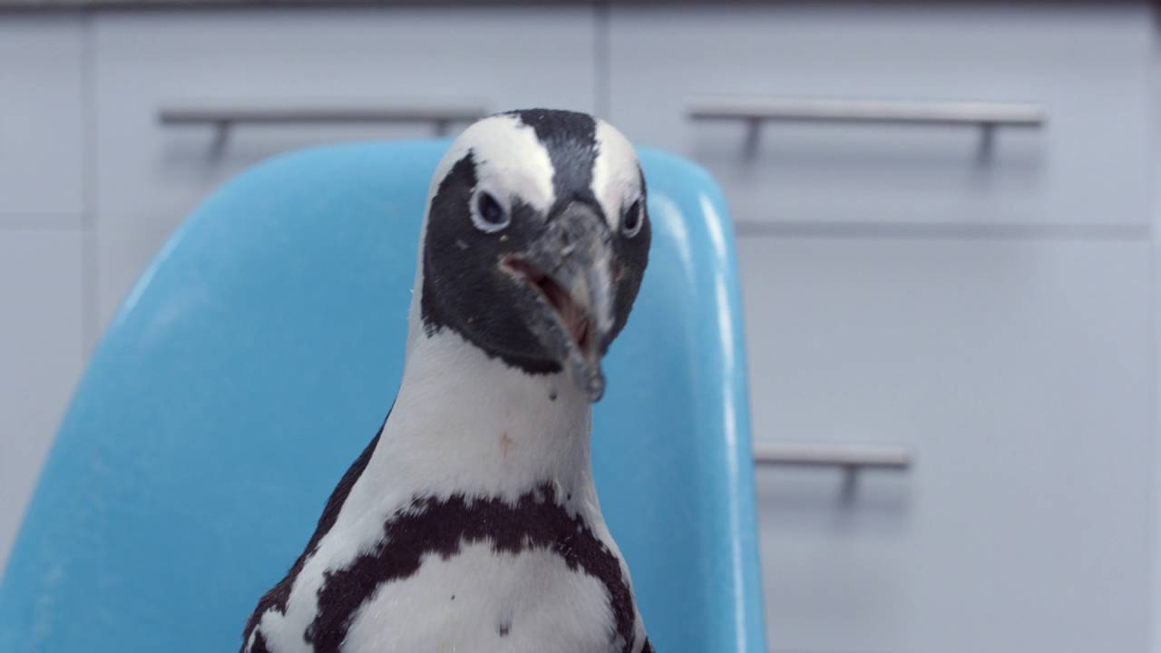 American Standard Air Conditioning - Penguins Commercial - YouTube