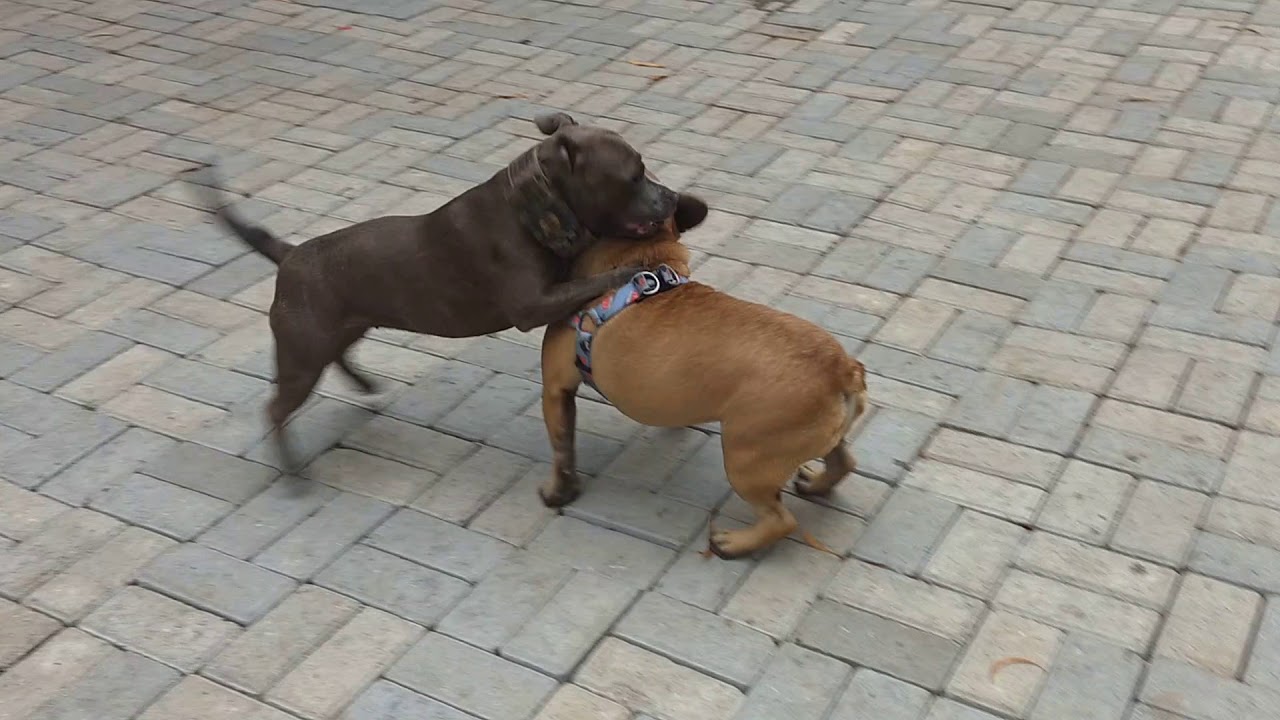 Staffordshire Bull Terrier vs French Bulldog ll - YouTube