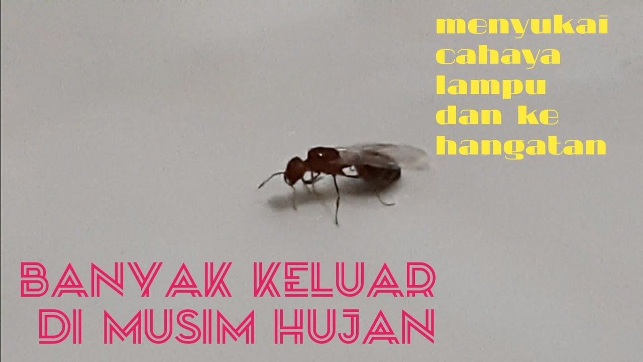 Alasan Semut Memiliki Sayap Dan Bisa Terbang | - 135 - YouTube