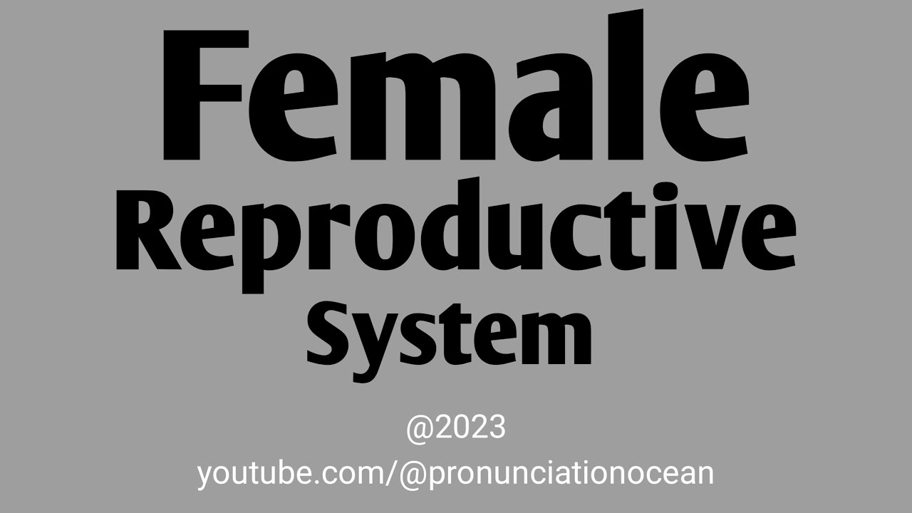 Female Reproductive System | Internal & External Names | Pronunciation ...