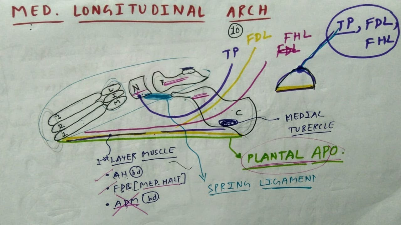Medial Longitudinal Arch of Foot | TCML | The Charsi of Medical ...