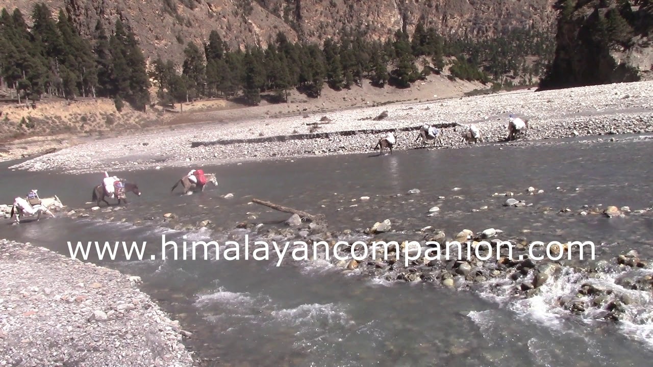 Mules Crossing River in Himalaya | Himalayan Life - YouTube