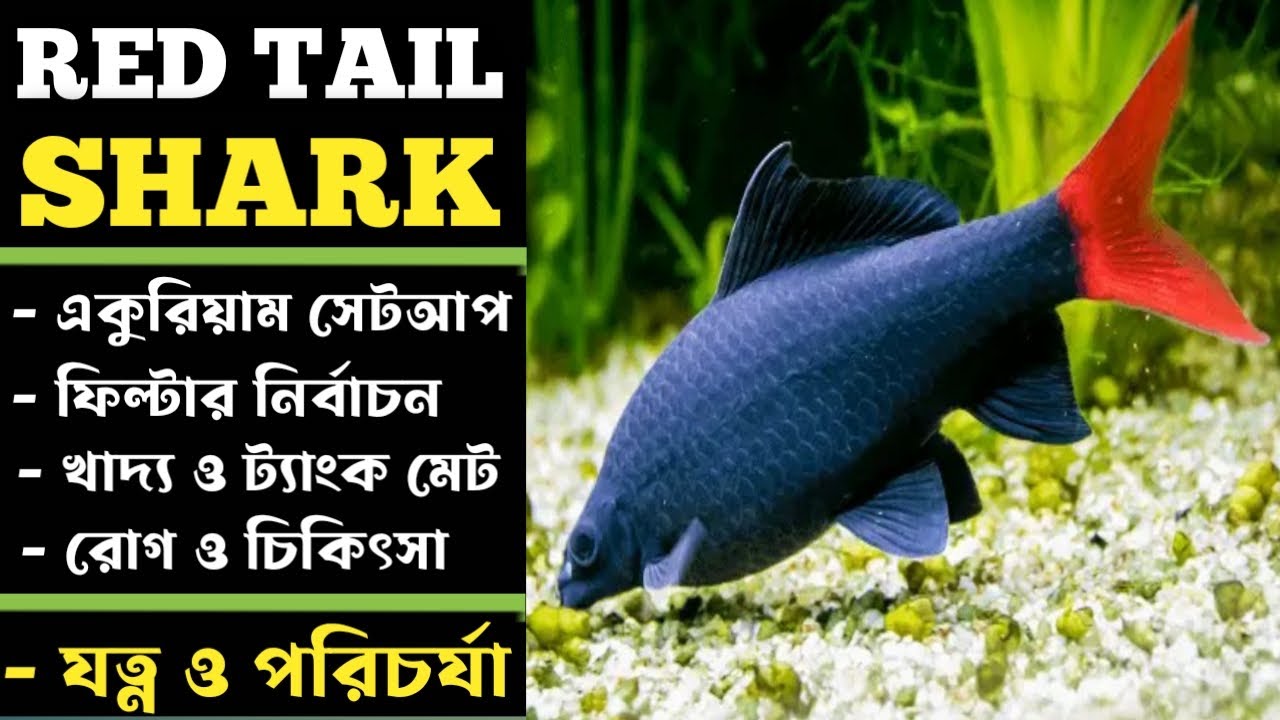 Redtail Shark Care Guide in Bengali || Redtail Shark Tank Mates, Tank ...