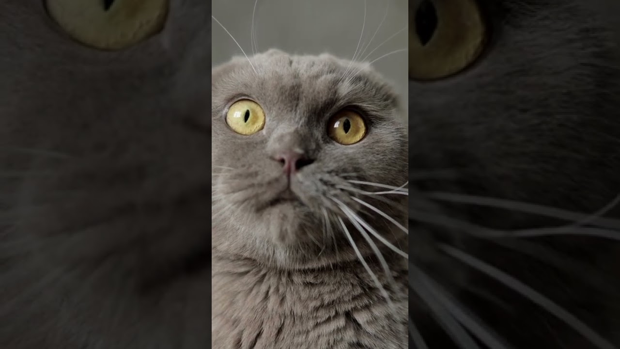 Cat gets offended when this thing happens - YouTube