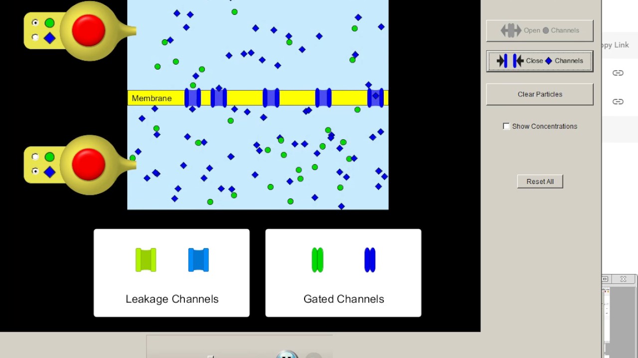 Part 2 Membrane Simulation - YouTube